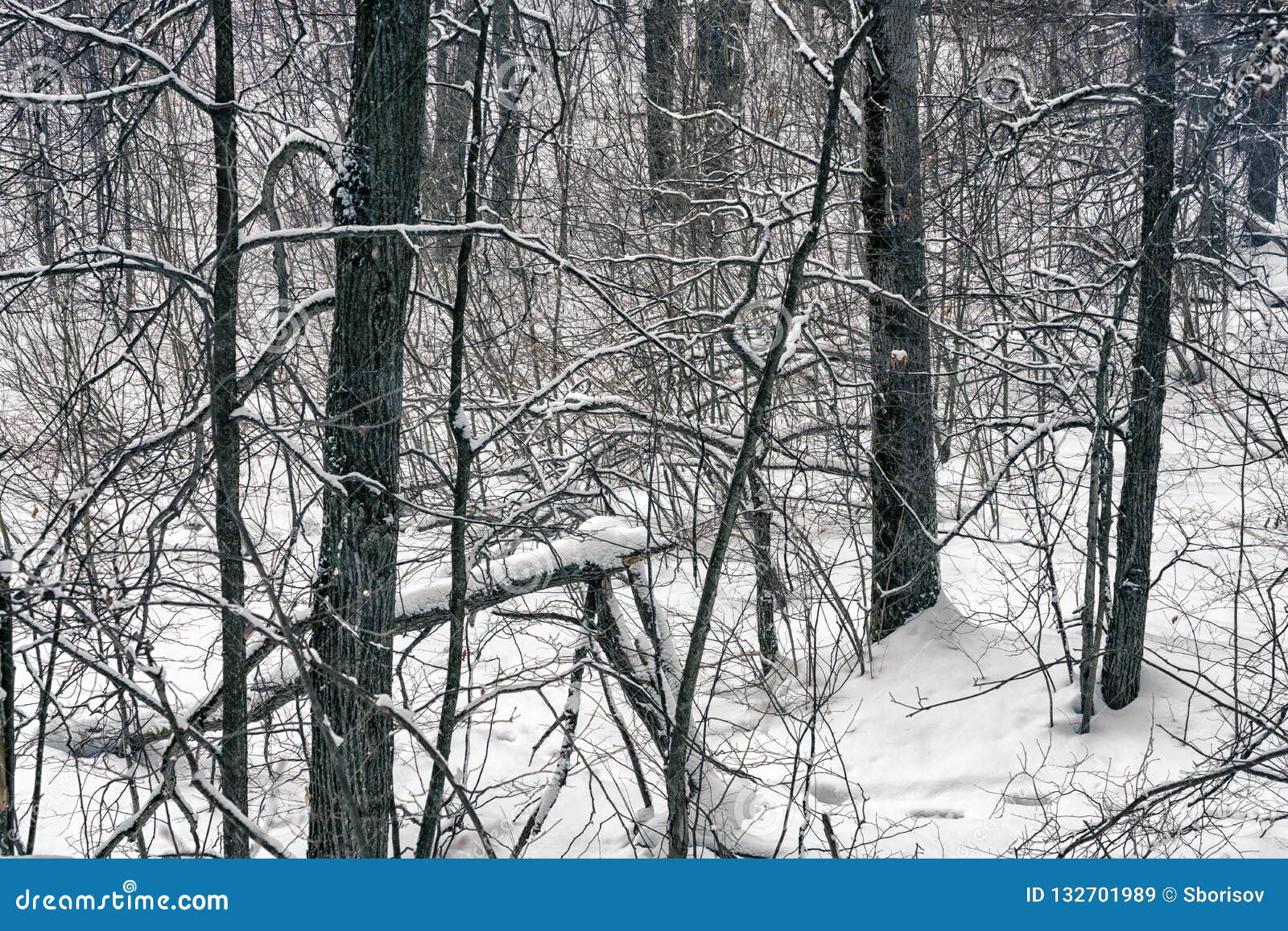 Forest at snowstorm stock image. Image of frozen, nonurban - 132701989