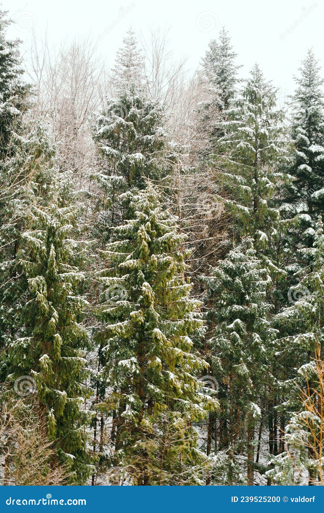 Forest during Snowstorm in Winter Stock Photo - Image of frost ...