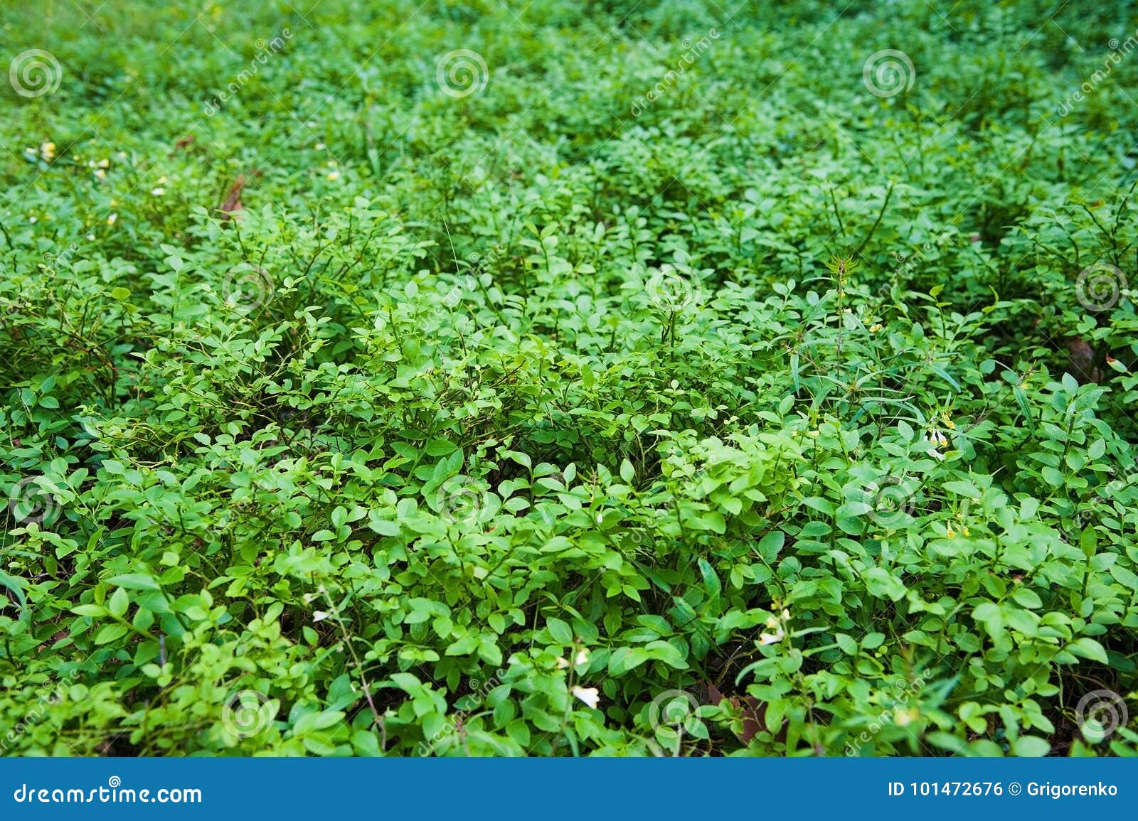 Forest Soil with Grass stock photo. Image of detail - 101472676