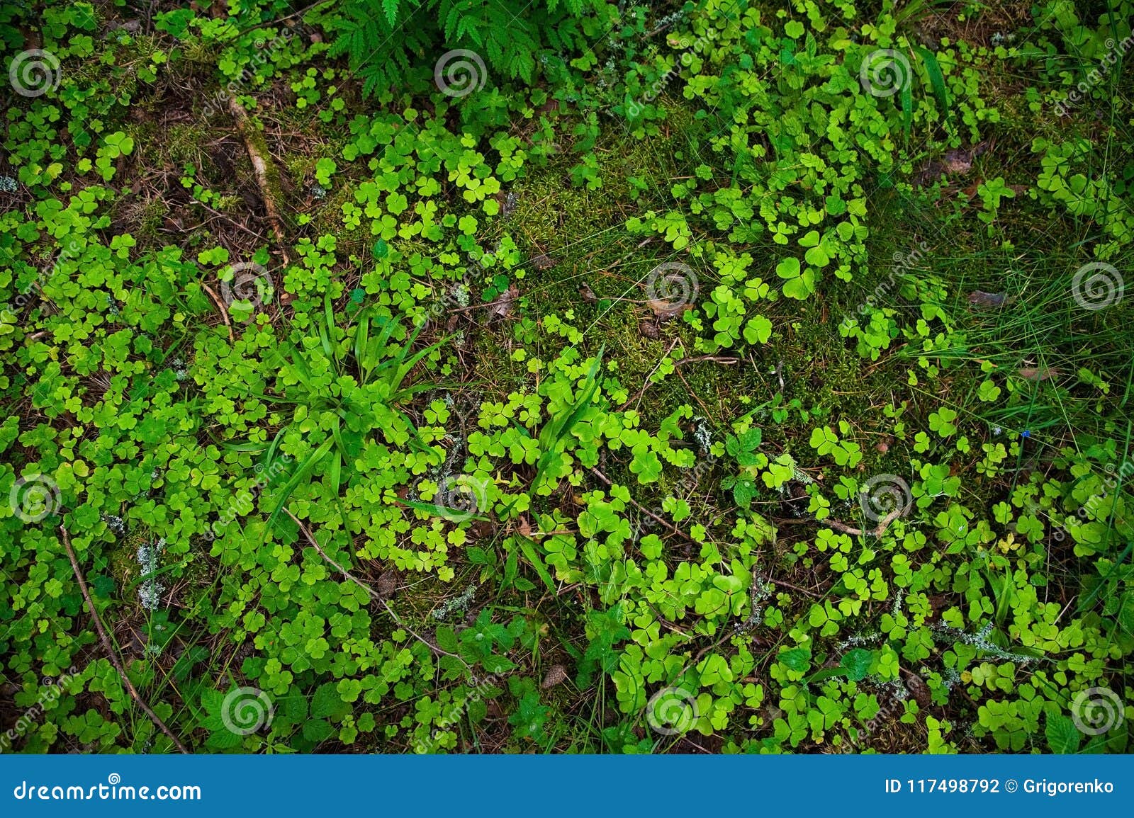Forest Soil with Grass stock photo. Image of natural - 117498792