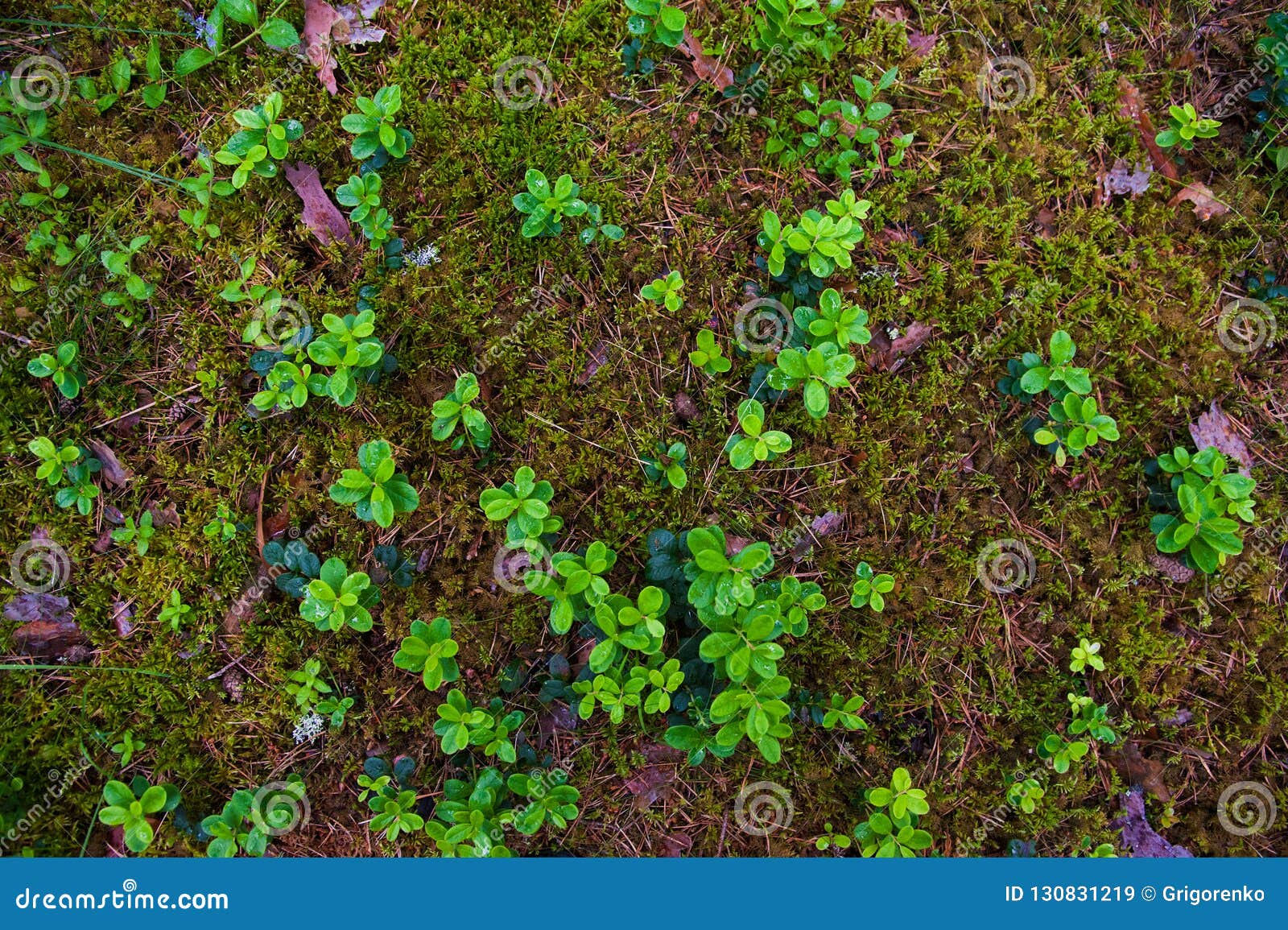 Forest Soil with Grass stock image. Image of season - 130831219