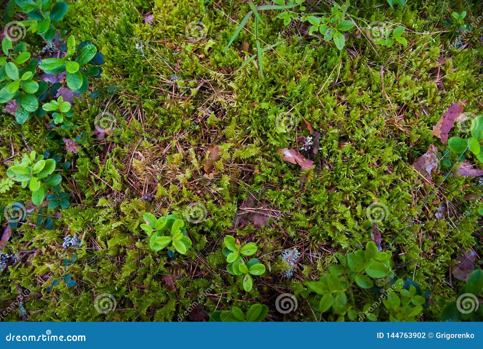 Forest Soil with Grass stock photo. Image of natural - 144763902