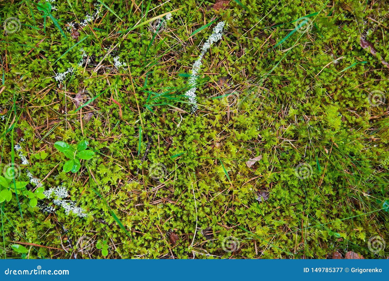 Forest Soil with Grass stock image. Image of pine, wood - 149785377