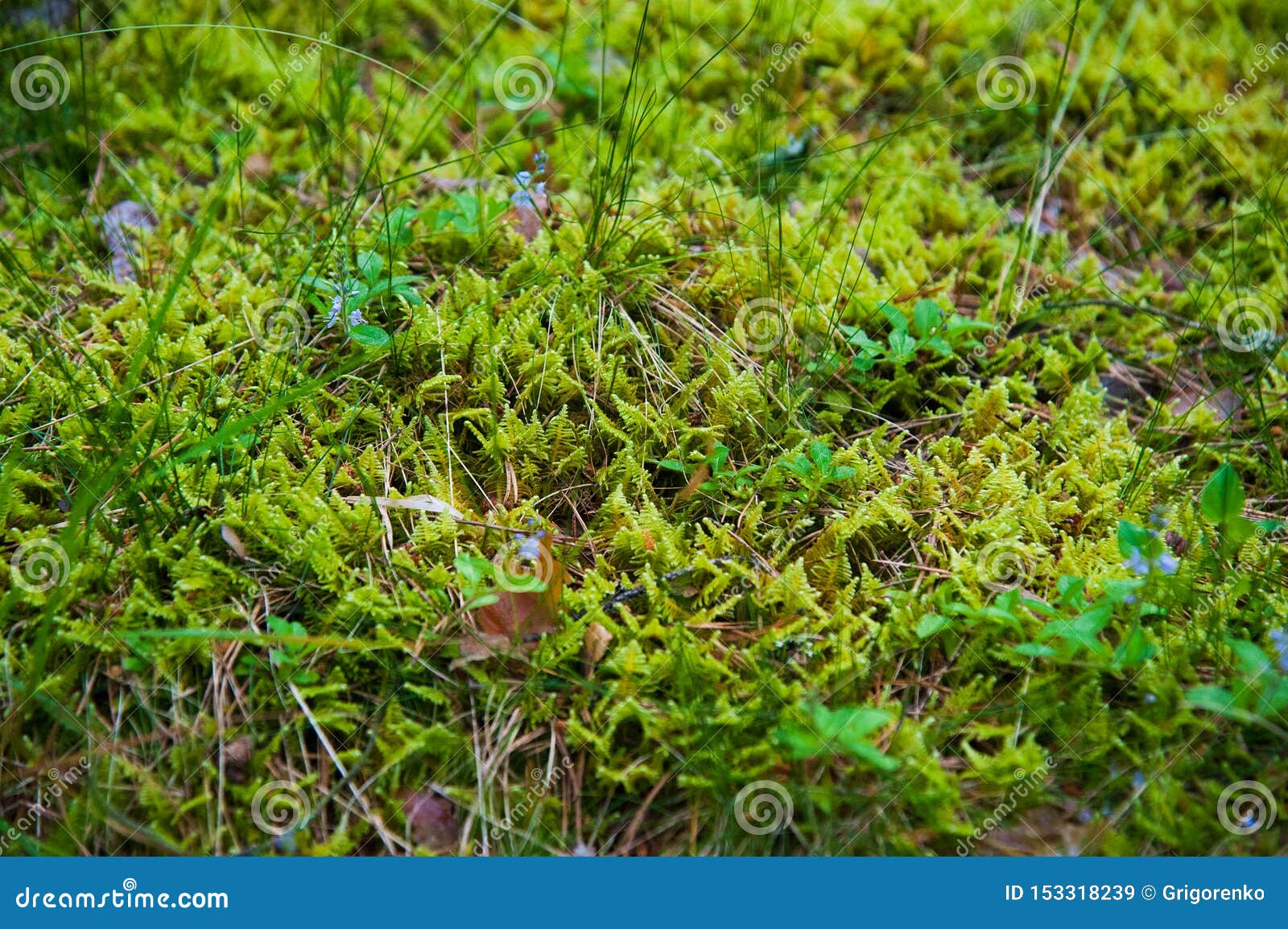 Forest Soil with Grass stock image. Image of mossy, green - 153318239