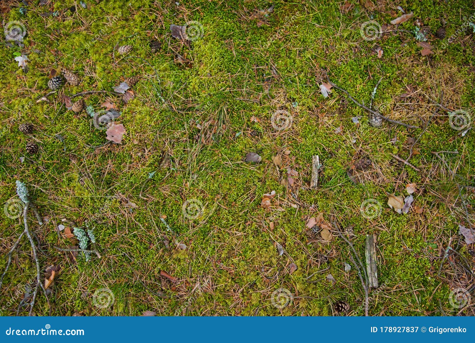 Forest Soil with Grass stock image. Image of ground - 178927837