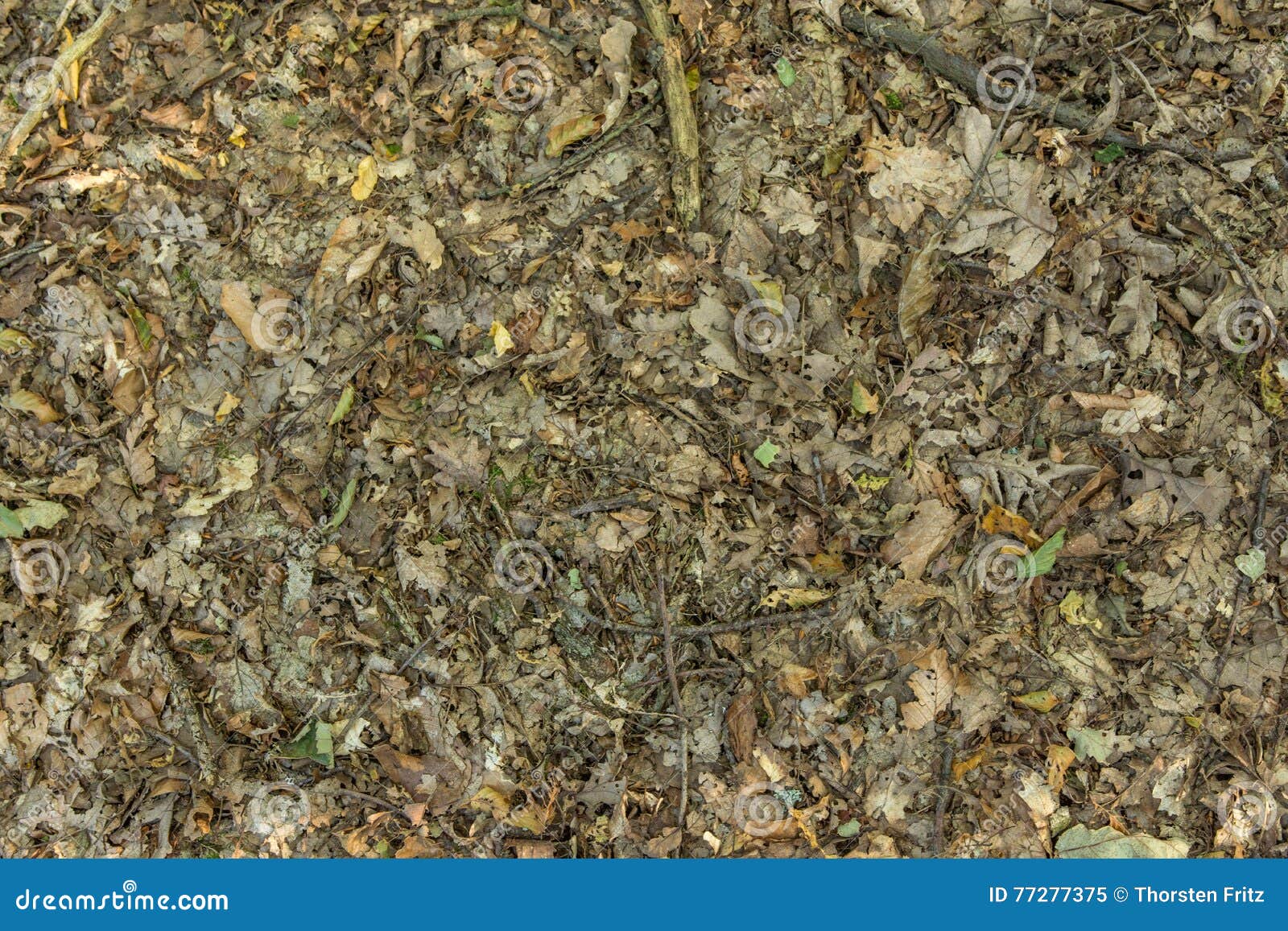 Forest soil with leaves stock image. Image of leaves - 77277375