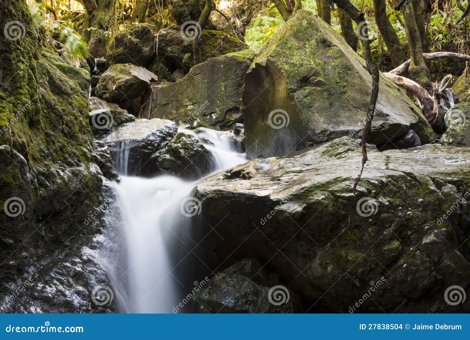 Forest Sounds stock photo. Image of creek, beautiful - 27838504