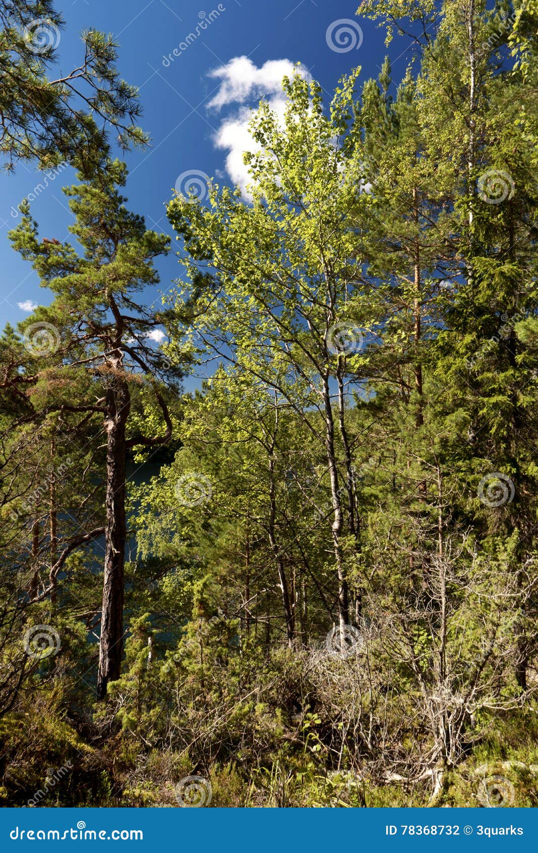 Forest in southern Sweden stock photo. Image of forest - 78368732