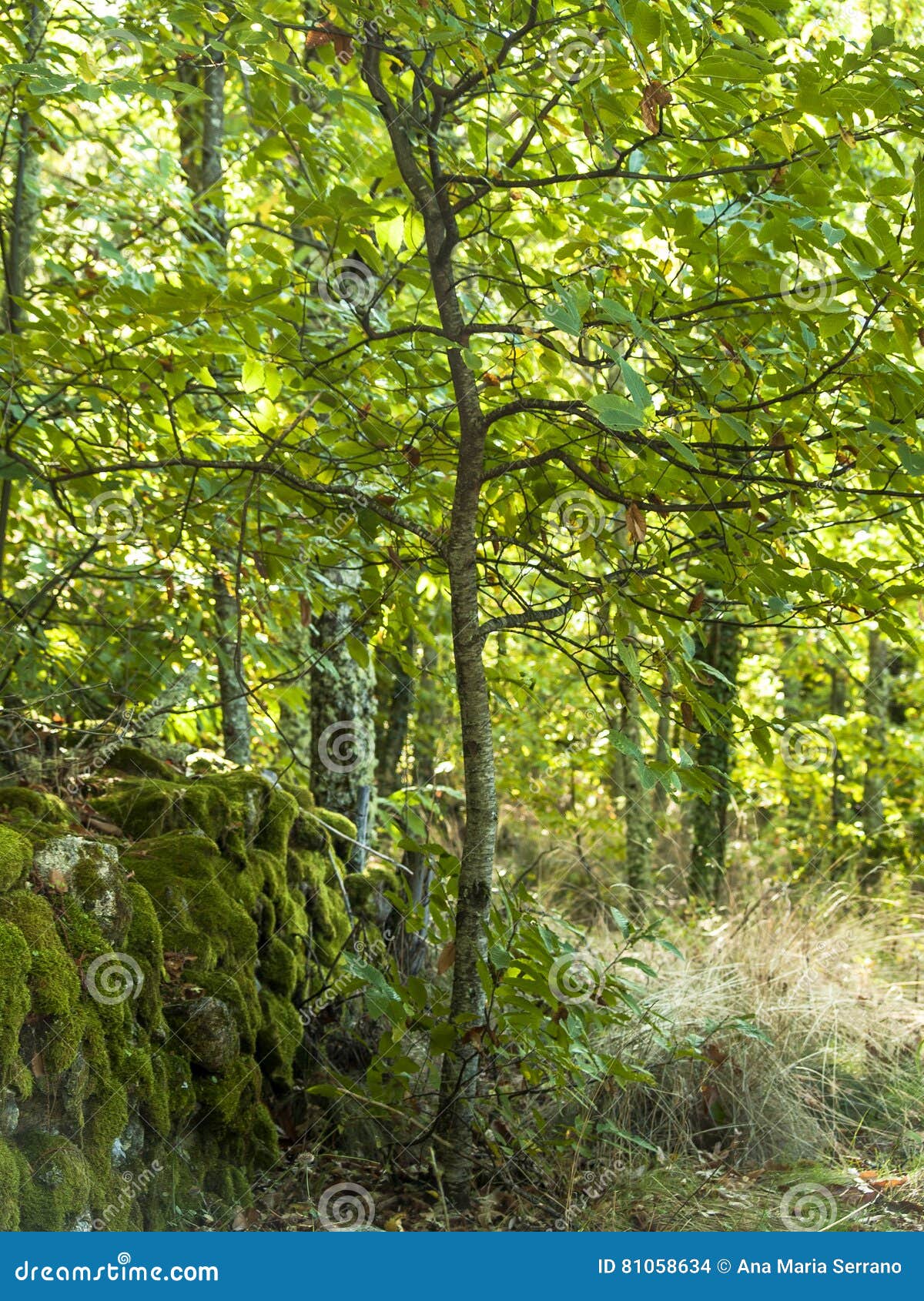 The forest in Spain stock photo. Image of leaves, calm - 81058634