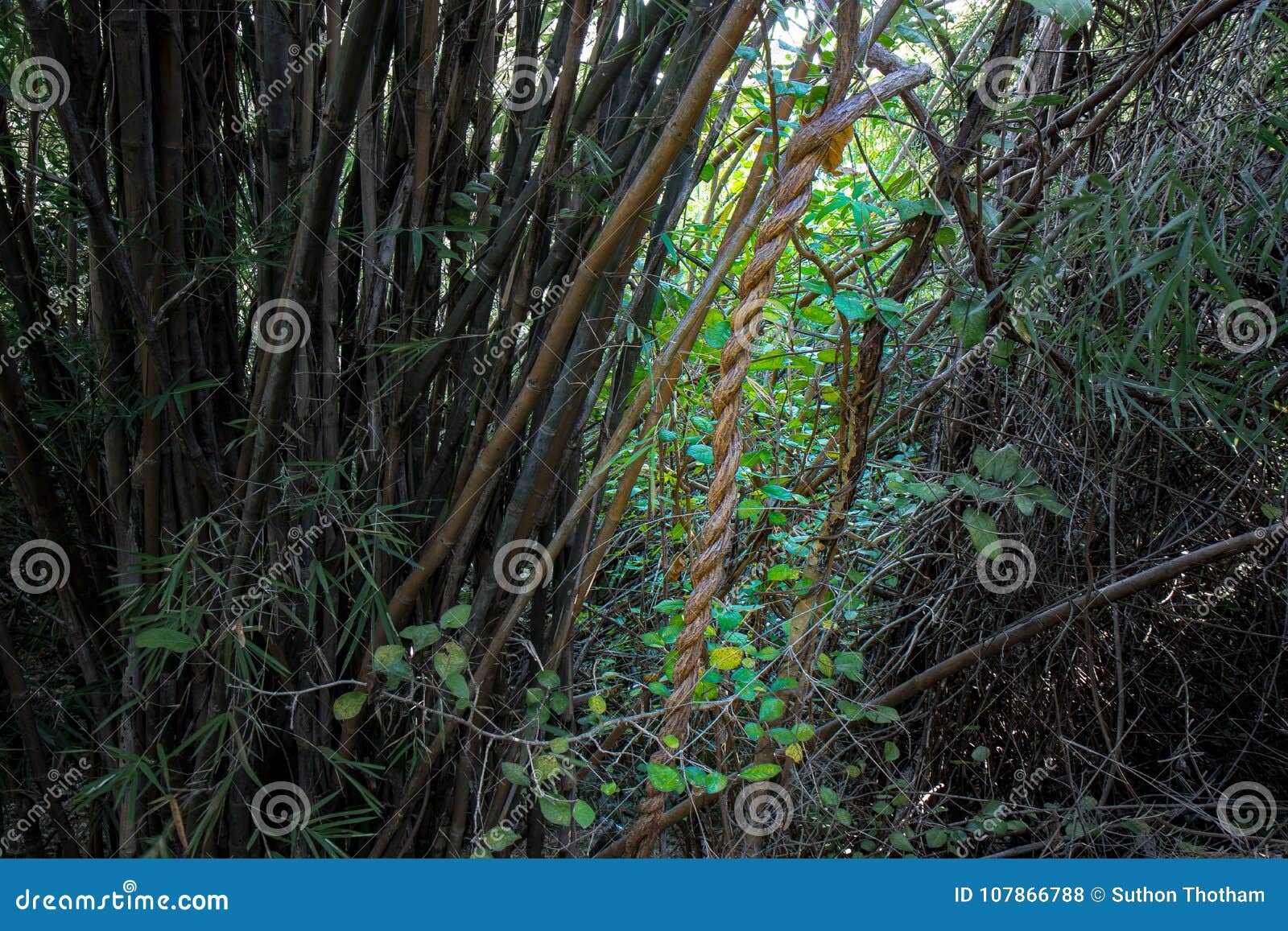 Spiral Tree Branches. Curly Japanese Willow Salix Erythroflexuosa Close ...
