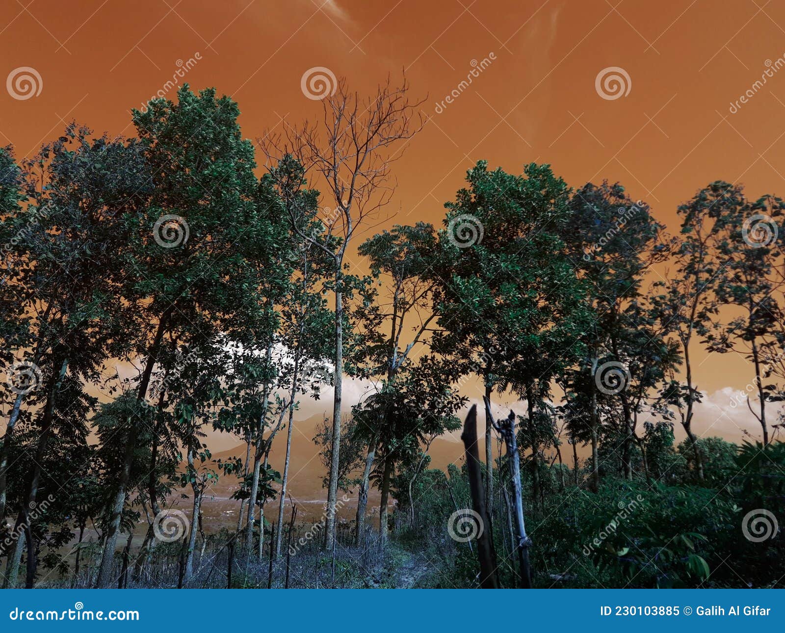 Forest with Splash Color Effect Stock Image - Image of forest, grass ...
