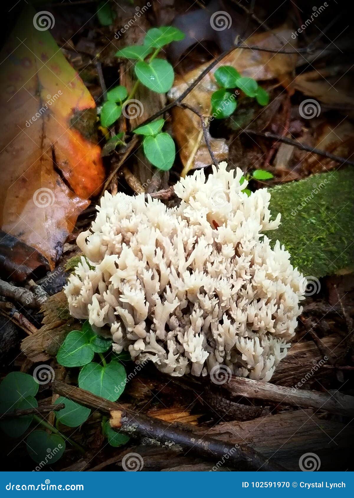 Forest Sponge stock photo. Image of strange, floor, forest - 102591970