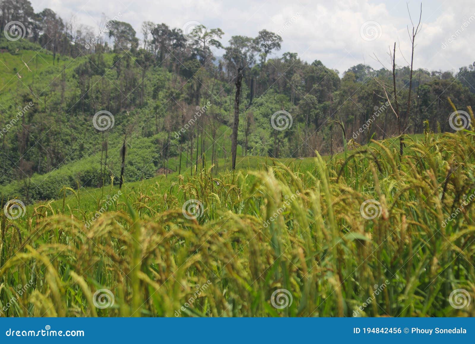 Forest Spreading Mountain Farming Rice Field Background Image Stock ...