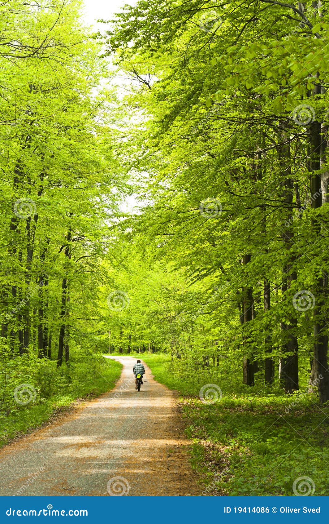 Forest at spring stock photo. Image of generation, human - 19414086