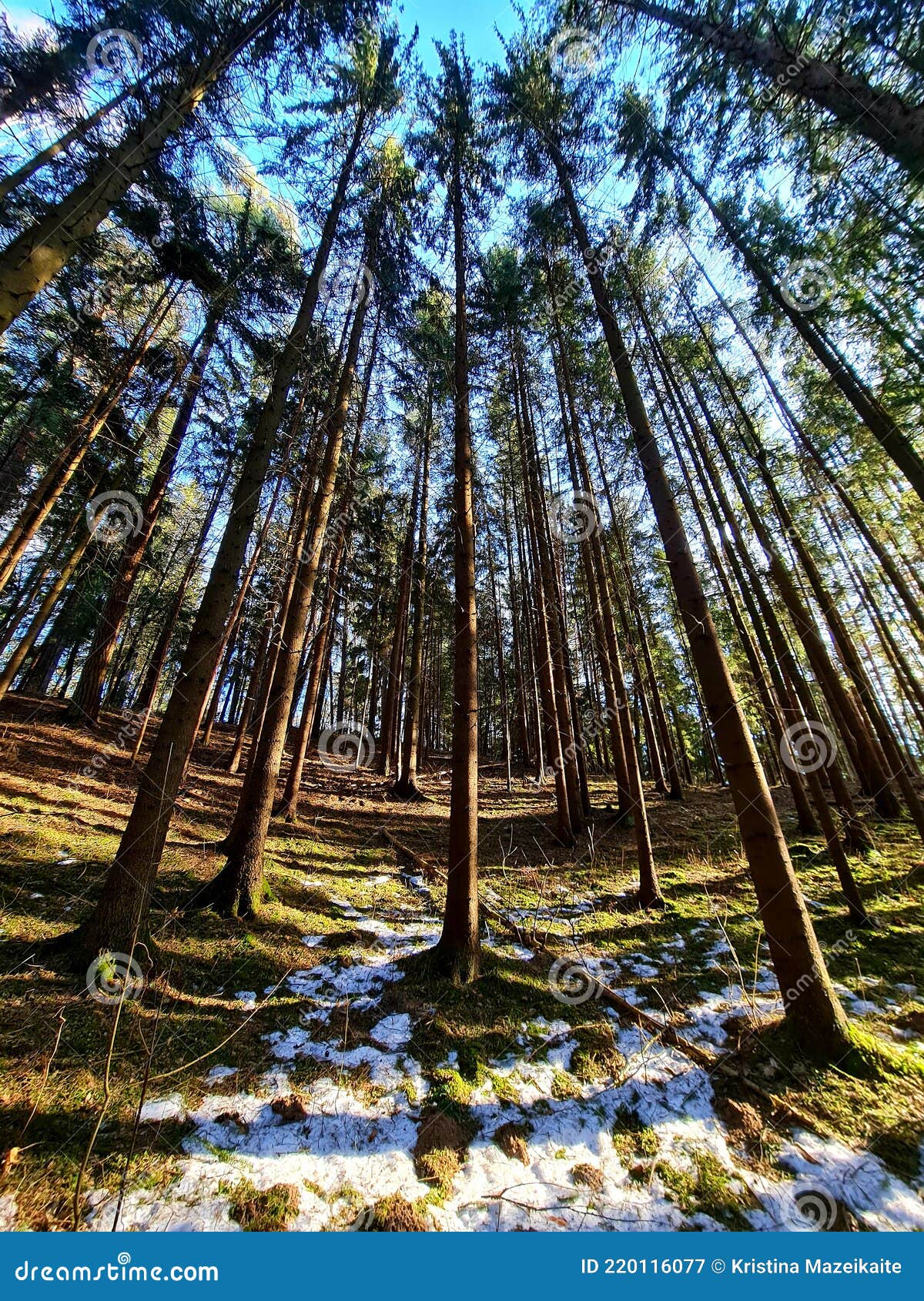 Forest in spring stock image. Image of sunlight, wilderness - 220116077