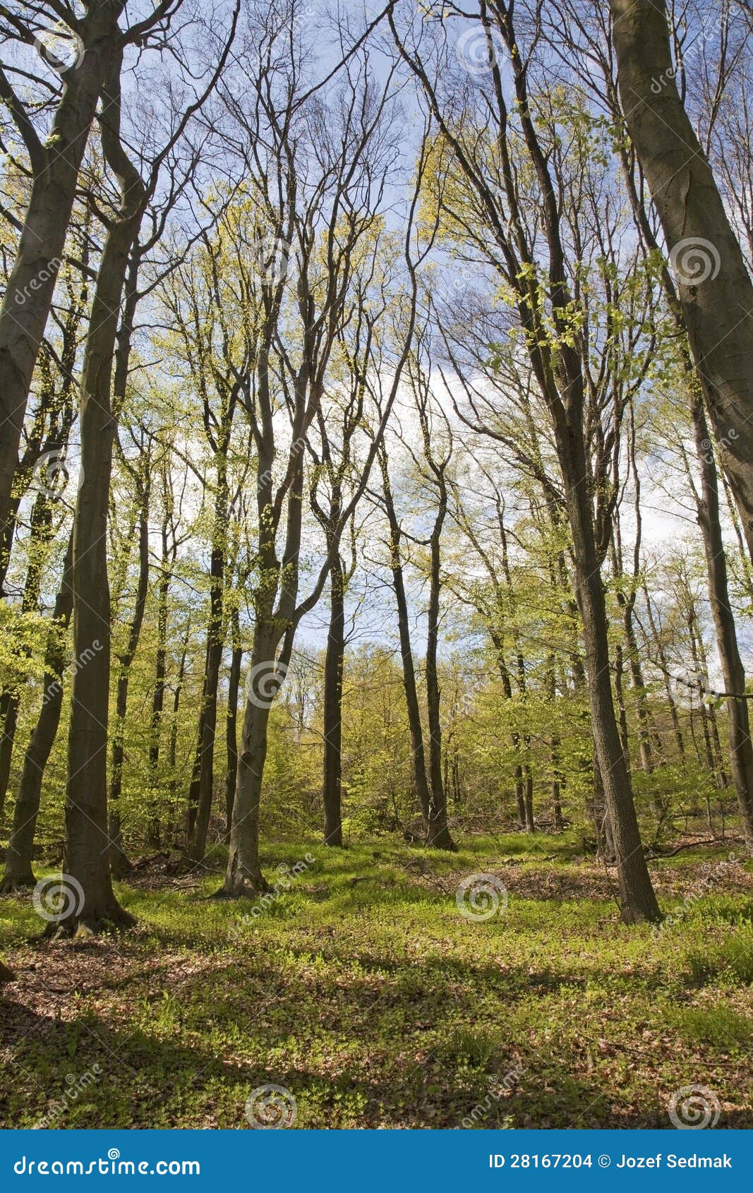 Forest in spring stock photo. Image of tree, footpath - 28167204
