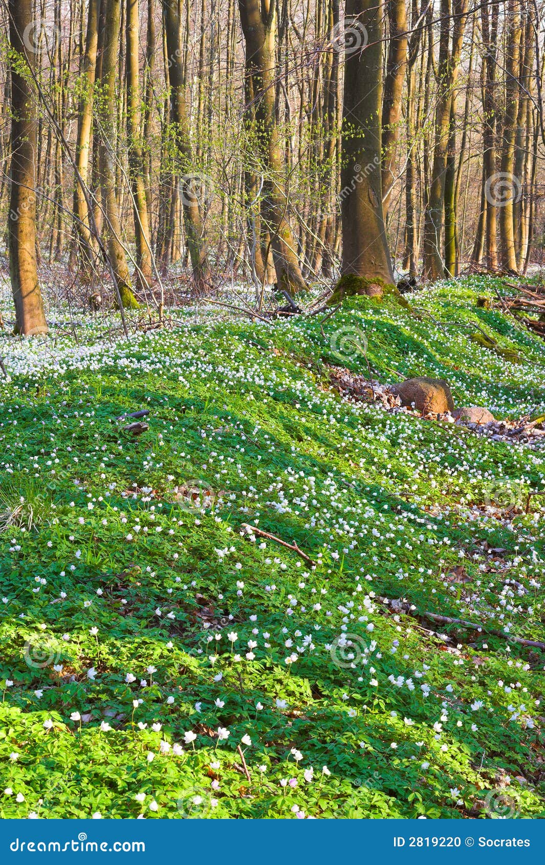 Forest spring stock photo. Image of europe, flowers, beautiful - 2819220