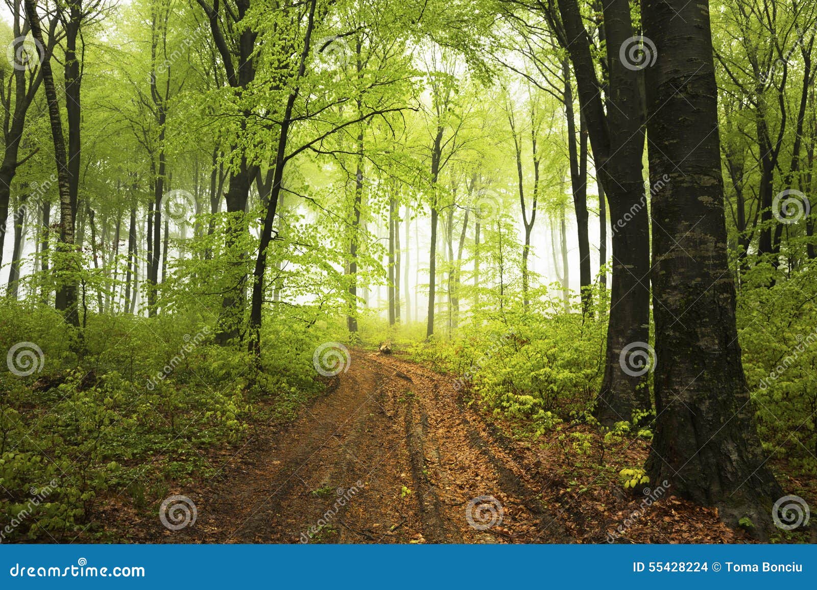 Forest in spring stock photo. Image of grass, foliage - 55428224