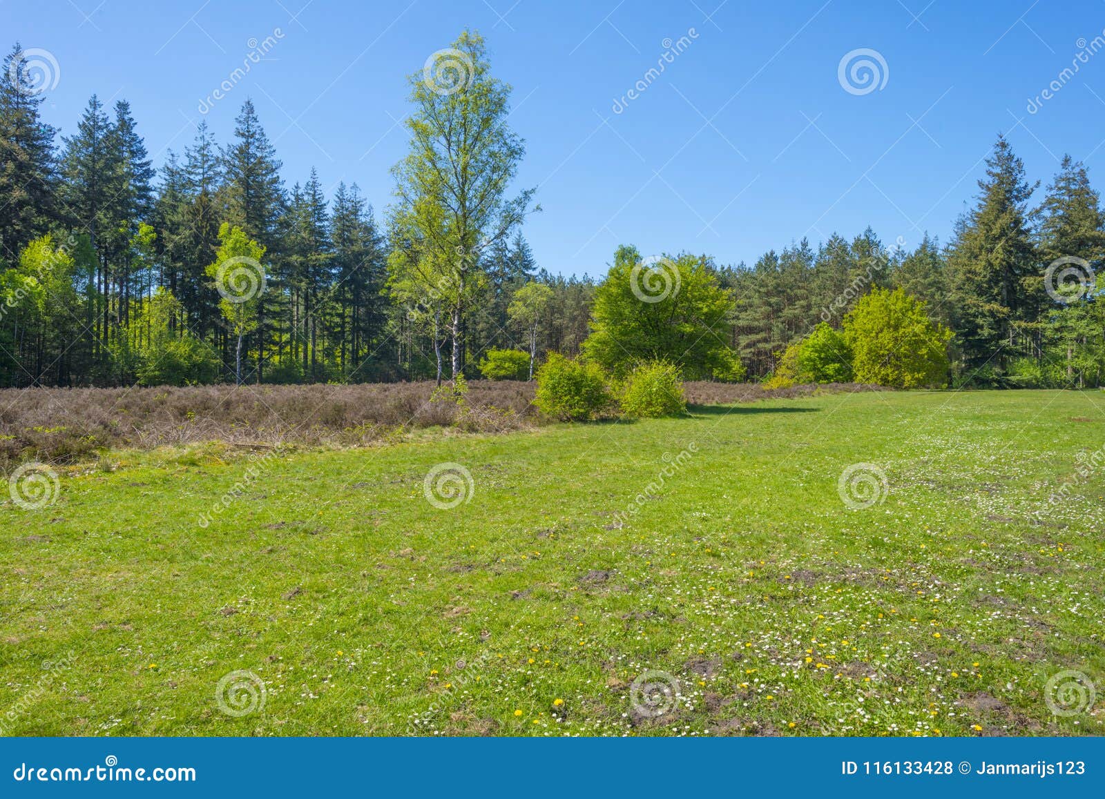 Forest in Spring Colors in Sunlight Stock Photo - Image of colorful ...