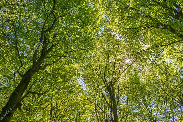 Forest in Spring Colors in Sunlight Stock Photo - Image of quiet, color ...