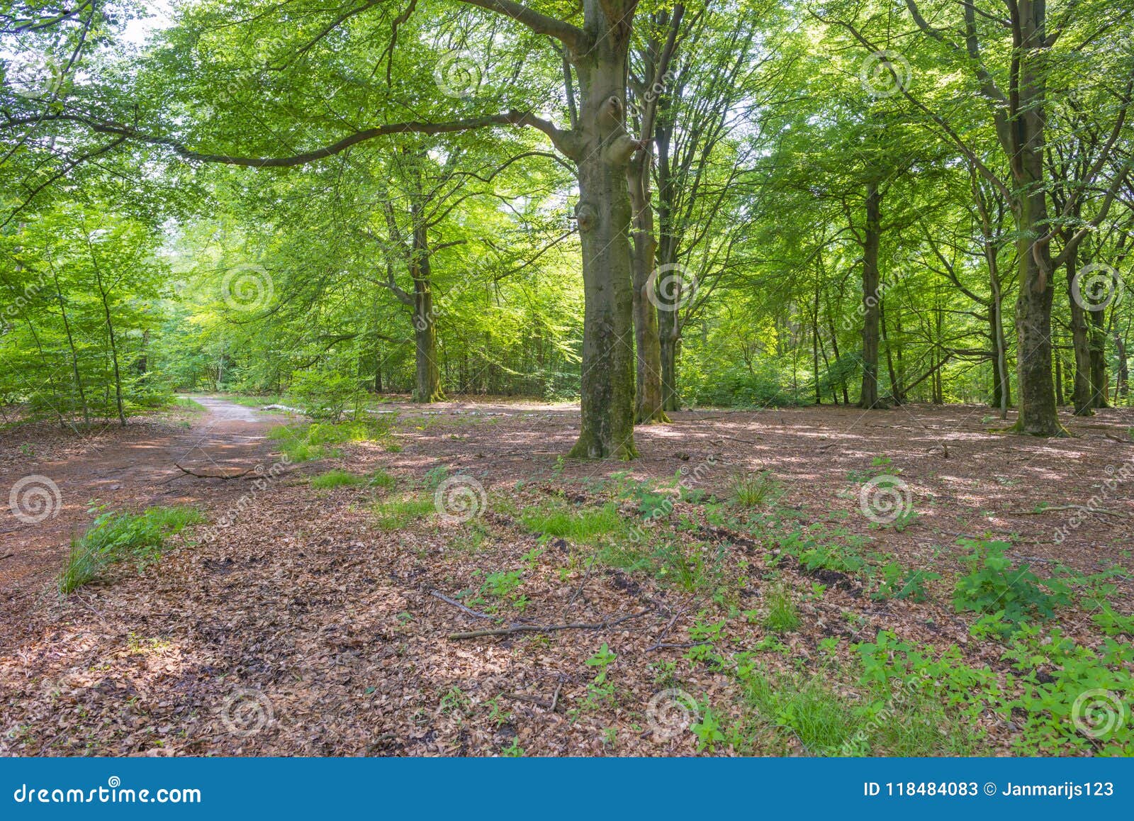 Forest in Spring Colors in Sunlight Stock Image - Image of beech, rural ...