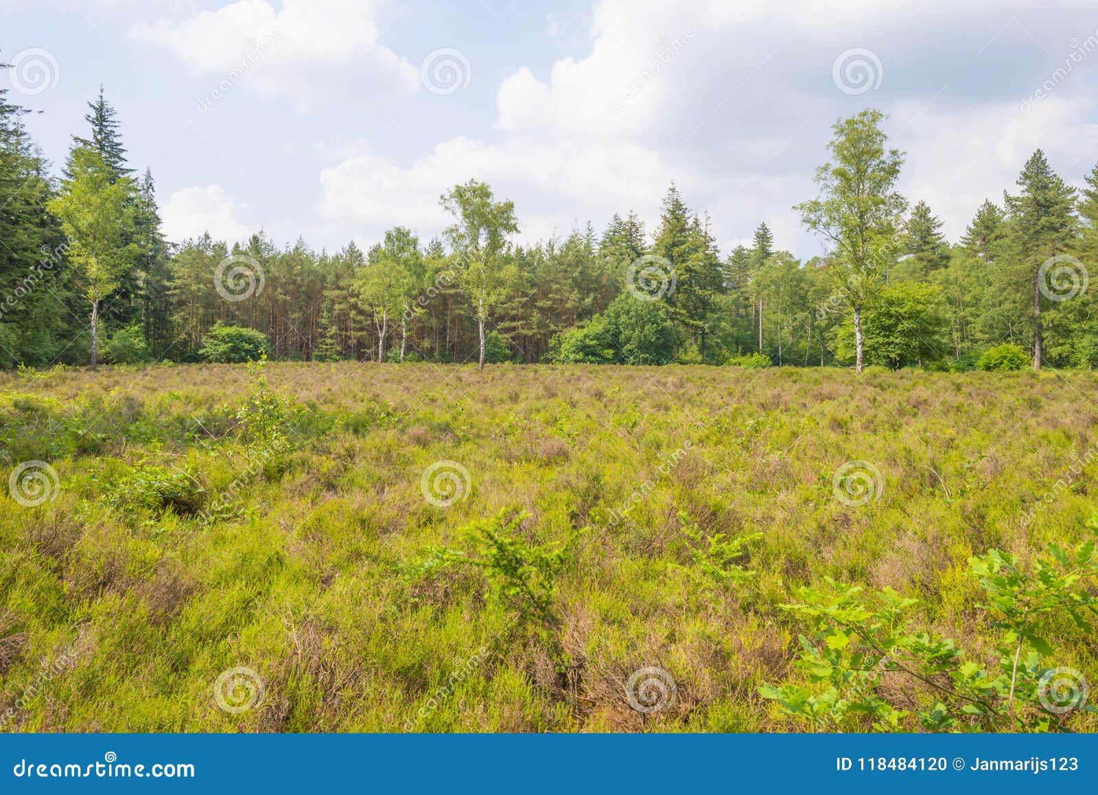 Forest in Spring Colors in Sunlight Stock Photo - Image of scenic ...