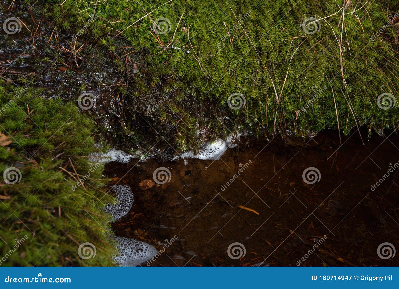 Forest Spring Covered with Soft Green Moss Stock Image - Image of ...