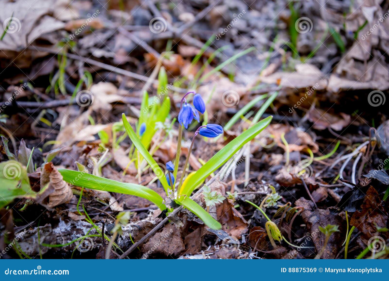 Forest Spring Flowers. Blue Scilla Stock Image - Image of blue, field ...