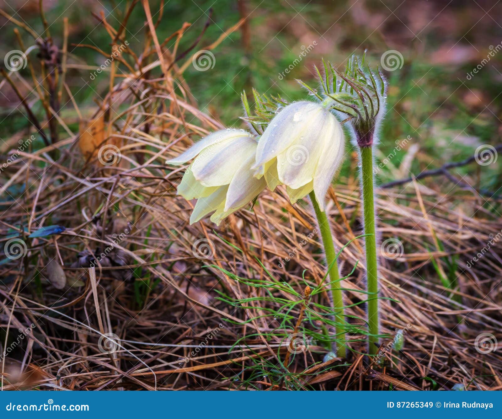 Forest Spring Flowers Snowdrops in the Woods, Stock Image - Image of ...