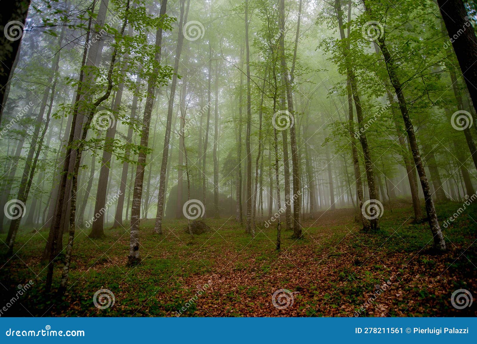 Forest in spring with fog stock image. Image of solitude - 278211561