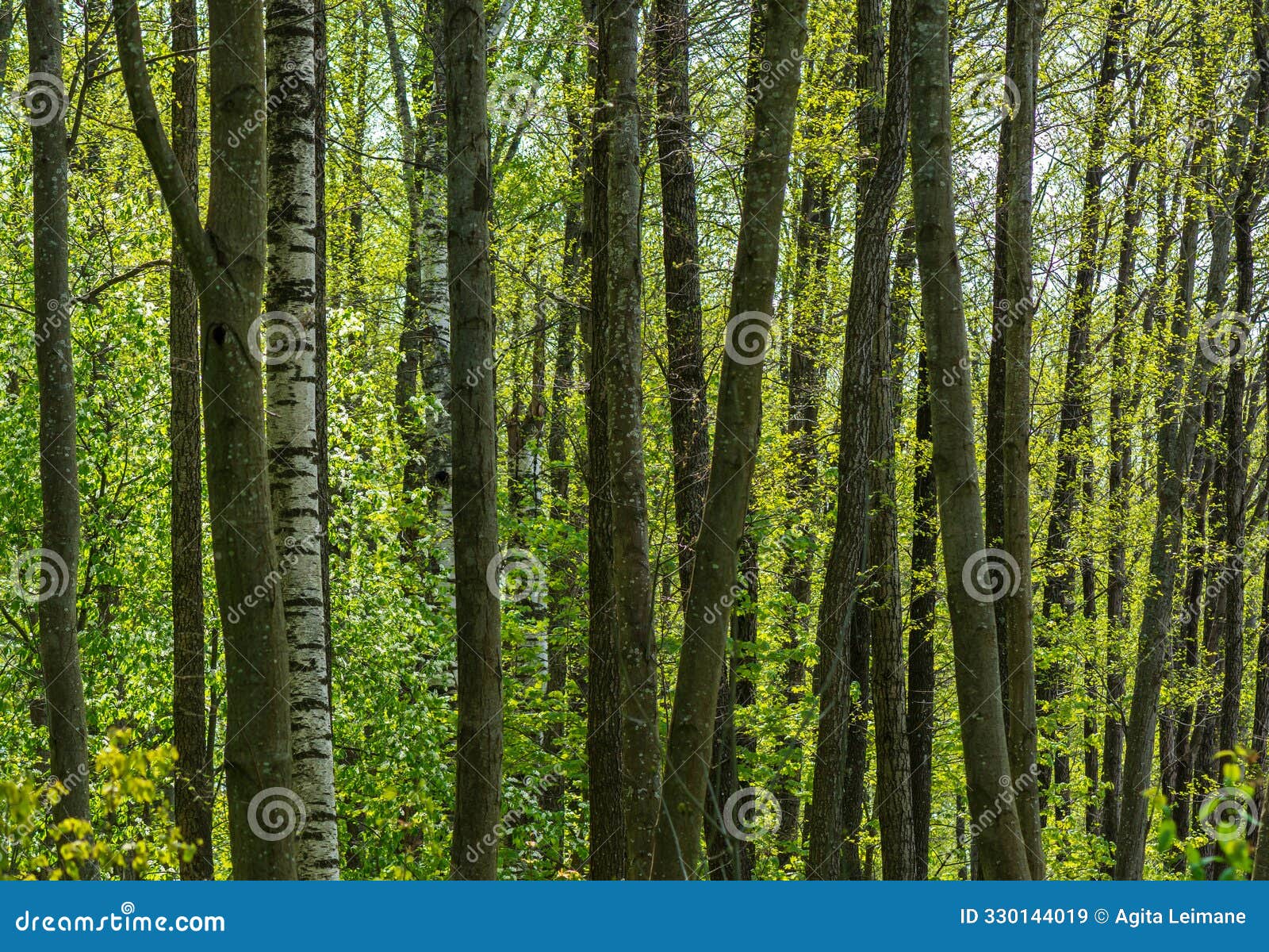 A Row Of Tree Trunks Showing Various Stages Of Growth Royalty-Free ...