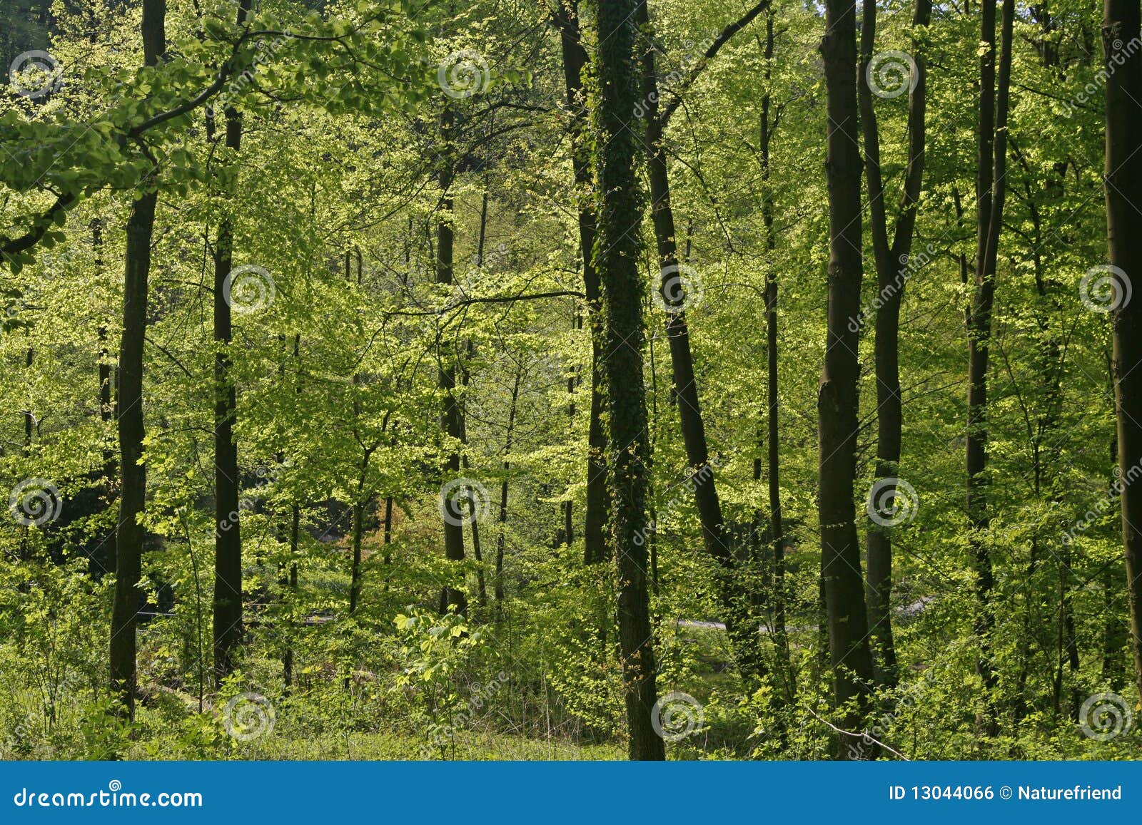 Forest in Spring in Germany Stock Photo - Image of deciduous, lower ...