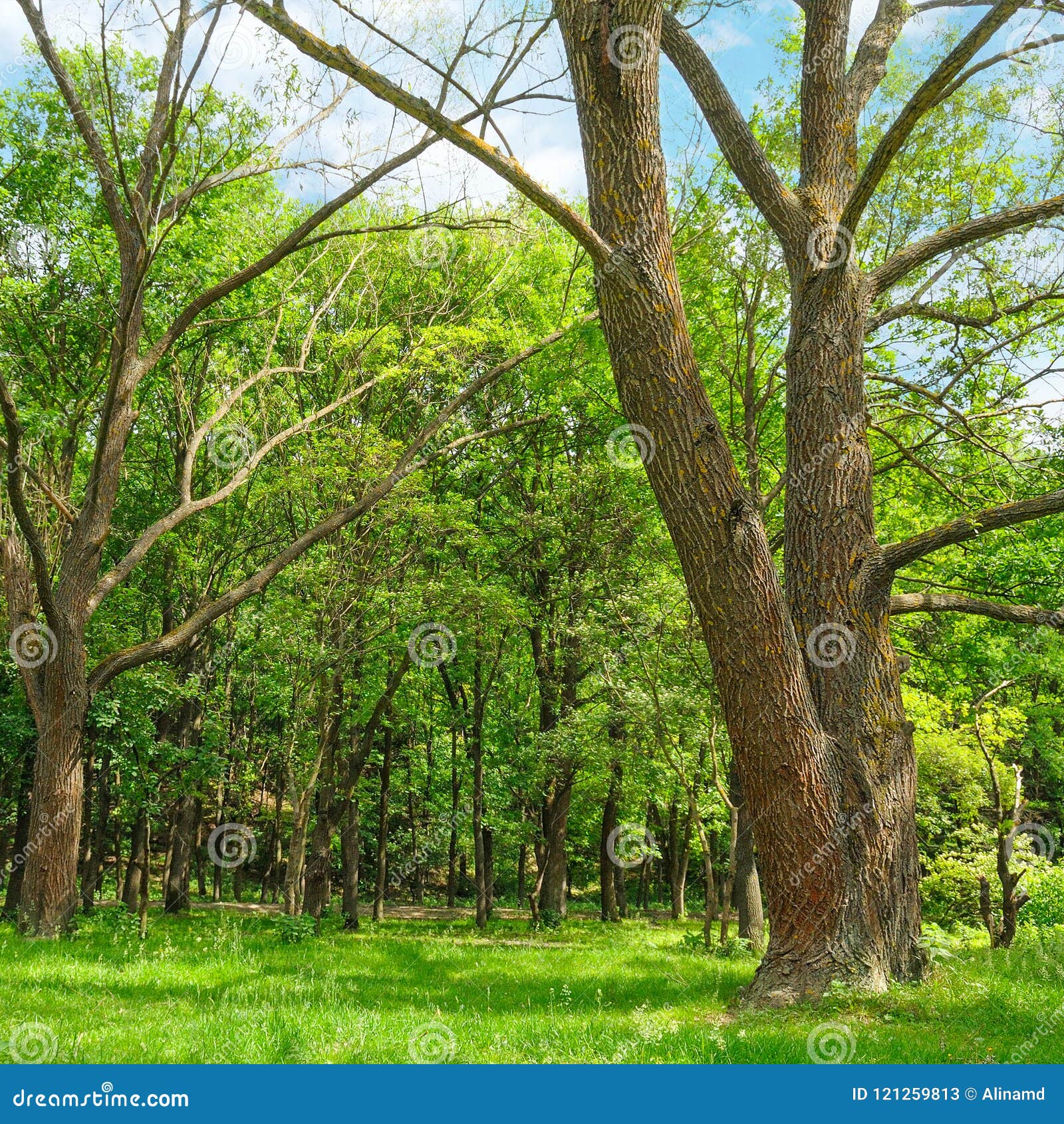 Forest in Spring with Green Trees and Bright Day. Stock Image - Image ...