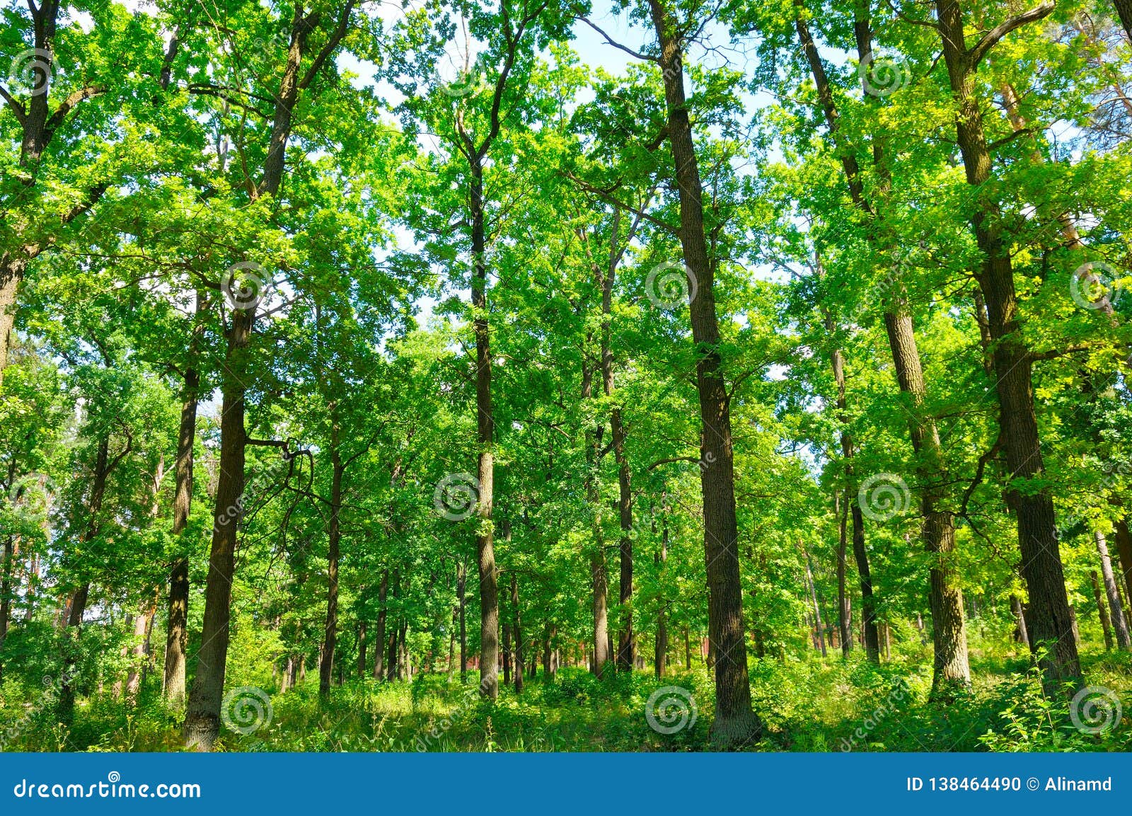 Forest in Spring with Green Trees and Bright Day Stock Photo - Image of ...