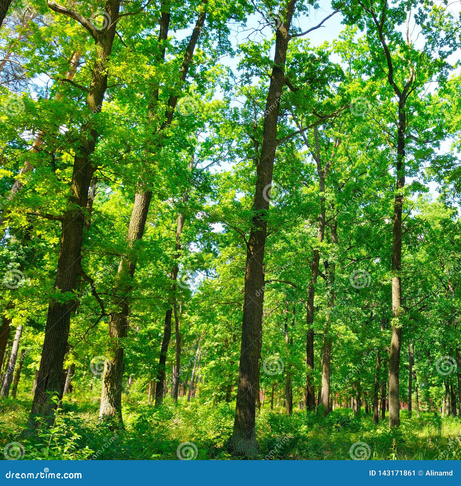 Forest in Spring with Green Trees and Bright Day Stock Image - Image of ...