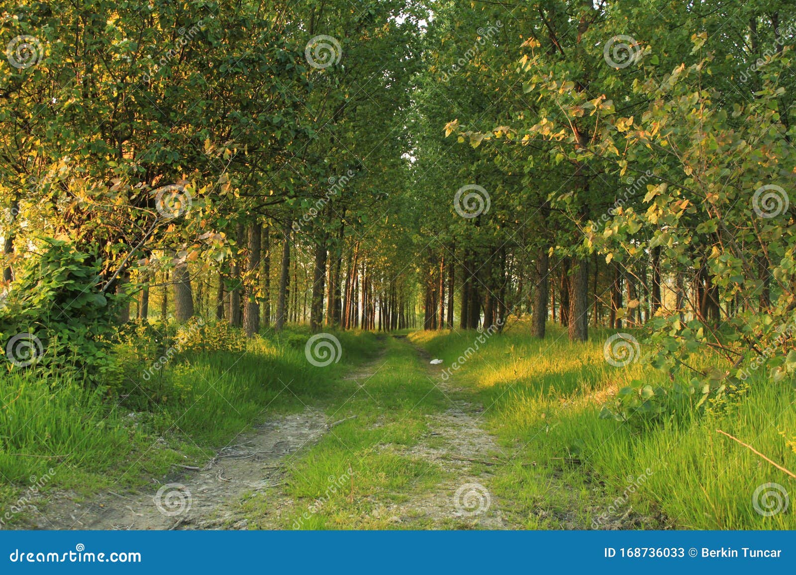 Forest Spring Landscape - Forest Trees with Grass on the Foreground and ...