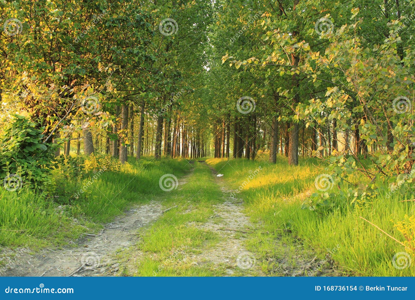 Forest Spring Landscape - Forest Trees with Grass on the Foreground and ...