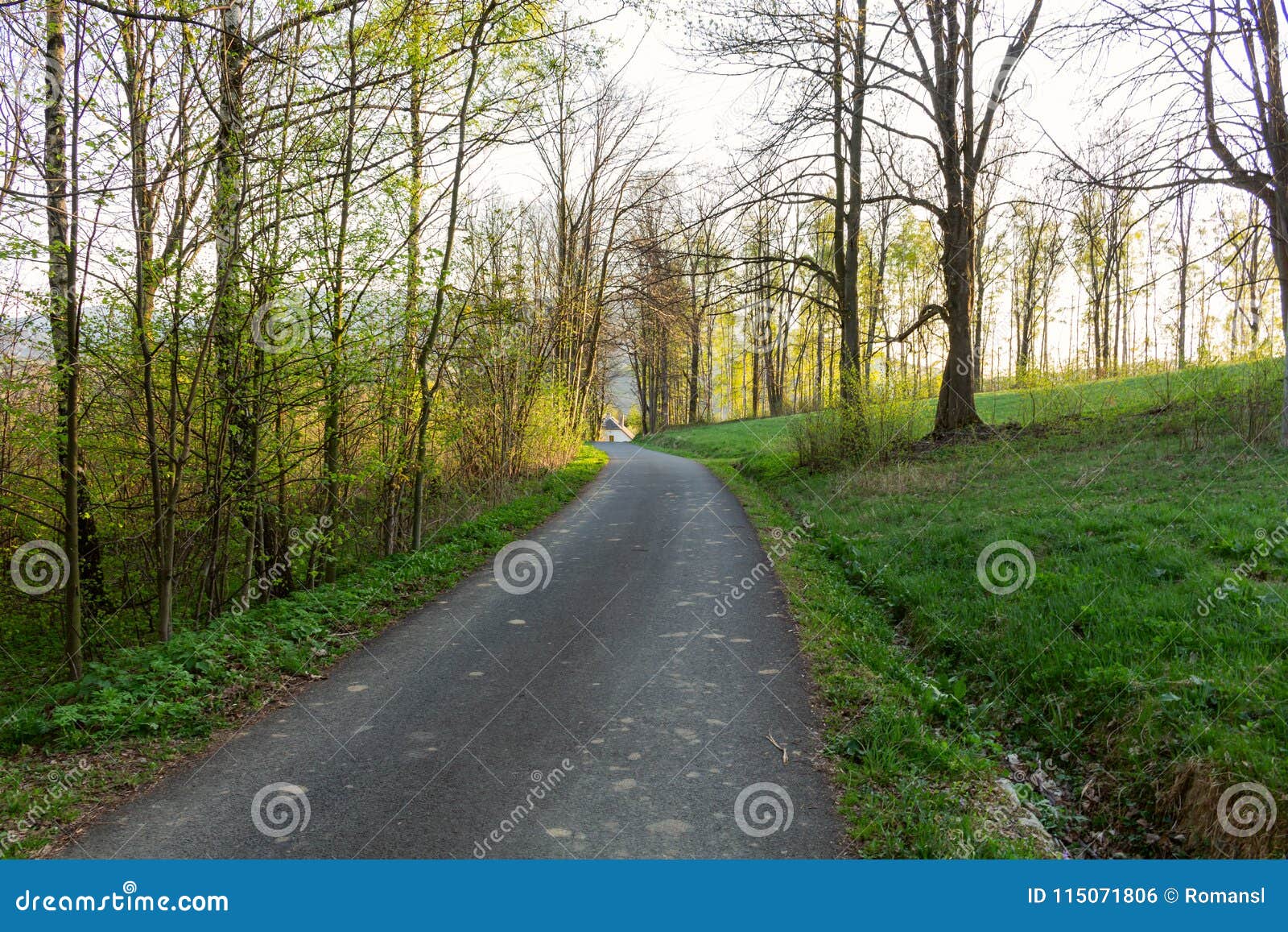 Forest Spring Landscape - Row of Forest Pine Trees and Narrow Path in ...