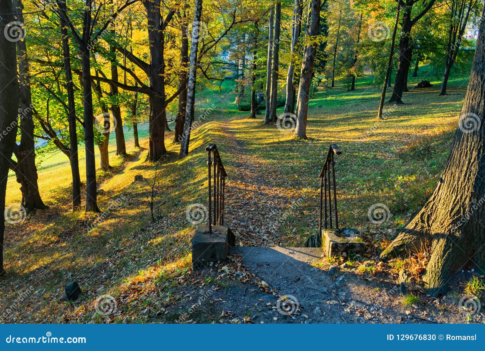 Forest Spring Landscape - Forest Trees with Grass on the Foreground and ...