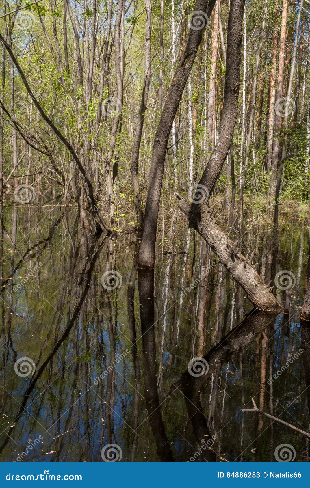 Forest Spring Landscape. Trees in Water and Their Reflection in Stock ...