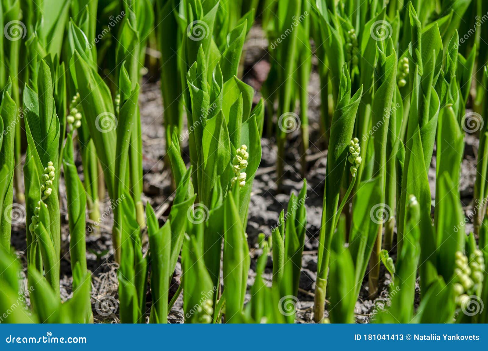 Forest Spring Lilies of the Valley with Young Buds Stock Image - Image ...