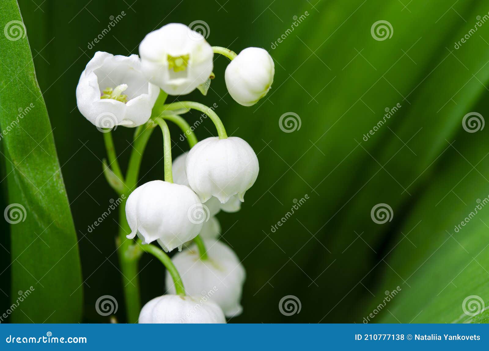 Forest Spring Lilies of the Valley with Young Buds Stock Photo - Image ...