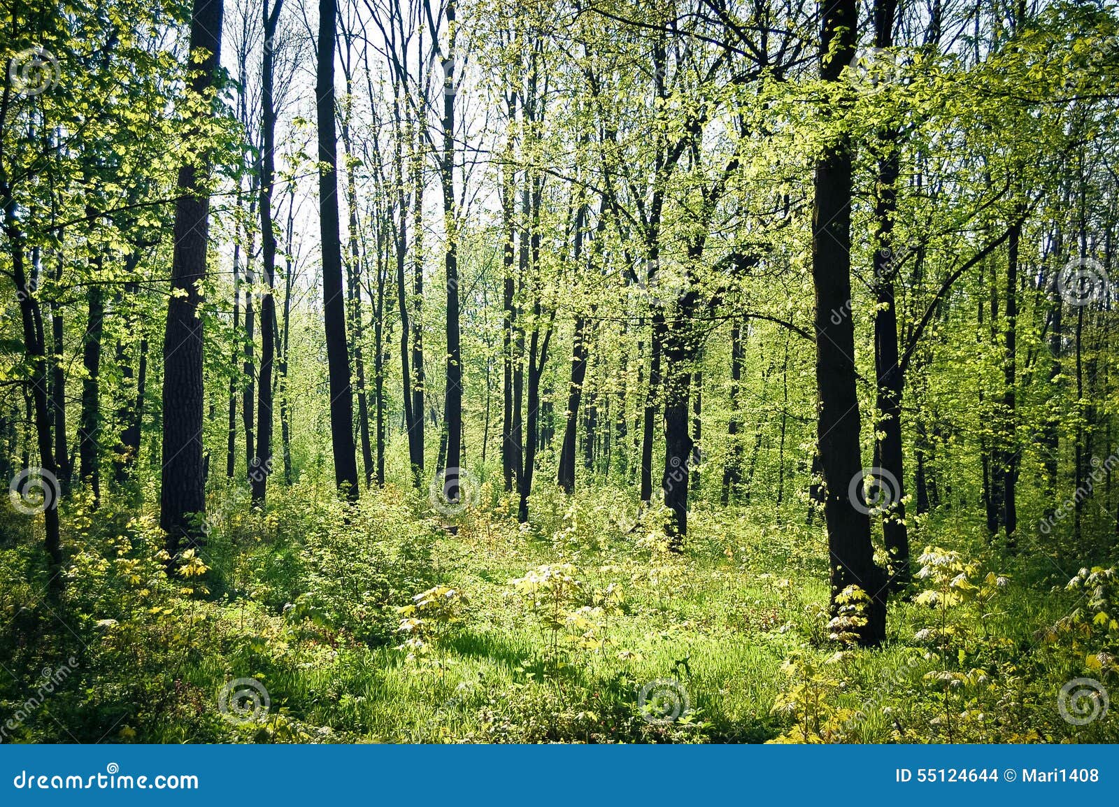 Forest in spring stock photo. Image of quiet, action - 55124644
