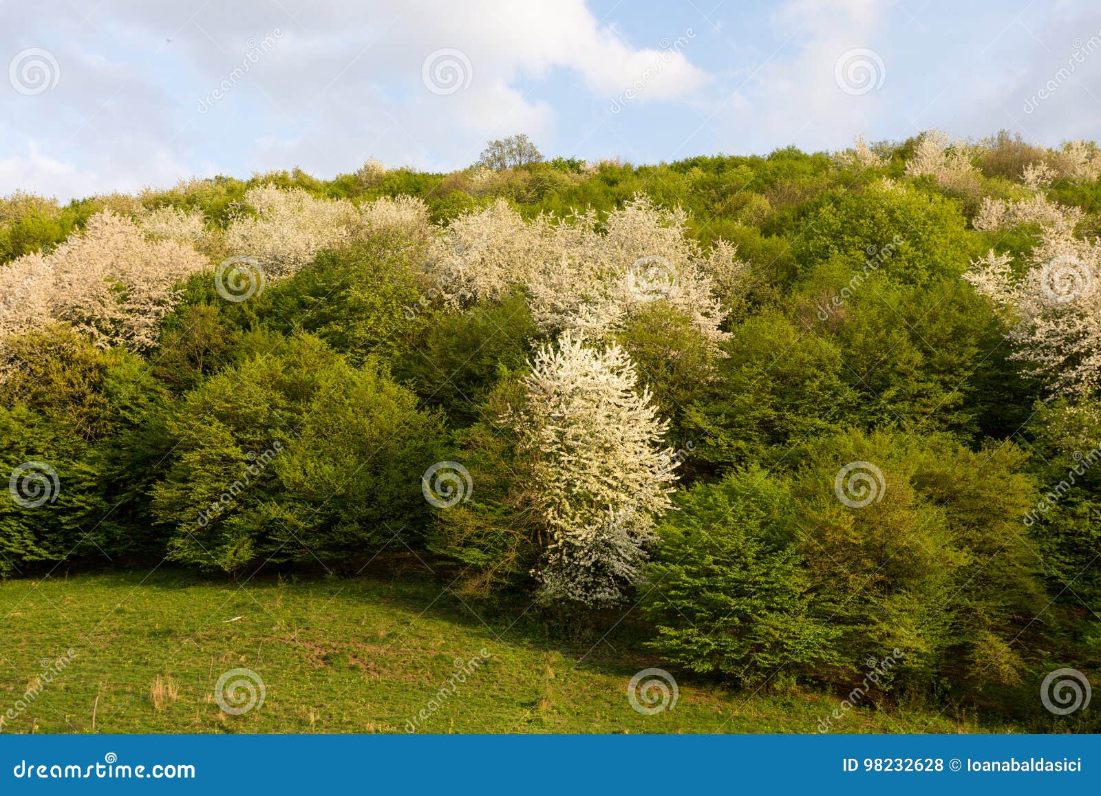 Forest Spring Metamorphosis from White To Green Tree Stock Photo ...