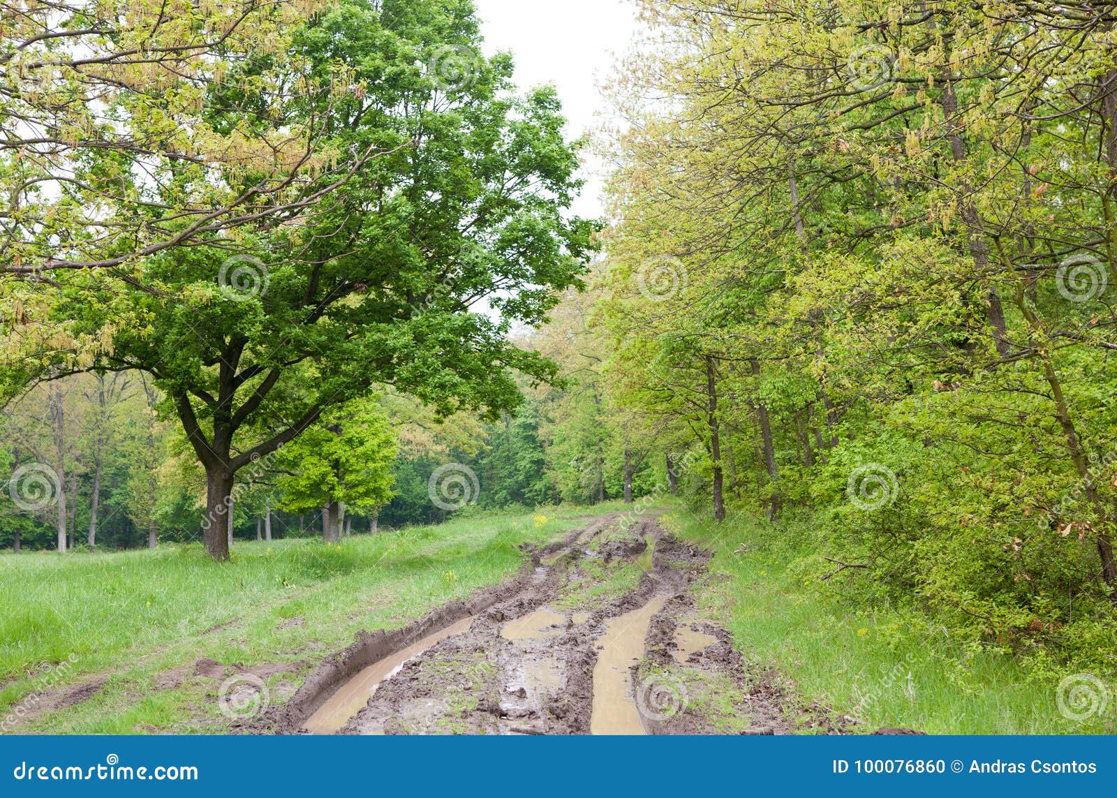 Forest at Spring with Muddy Road Stock Photo - Image of country ...