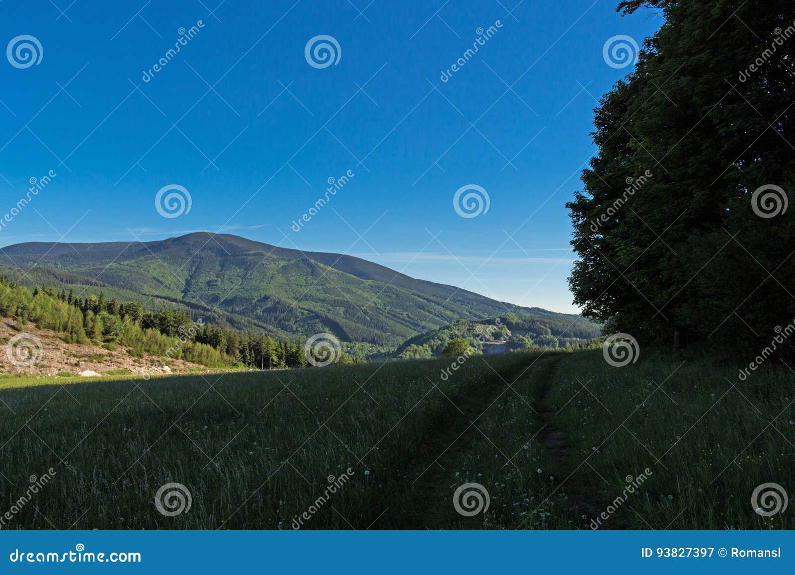 Forest Spring Nature Landscape in Sunny Spring Weather. Stock Image ...