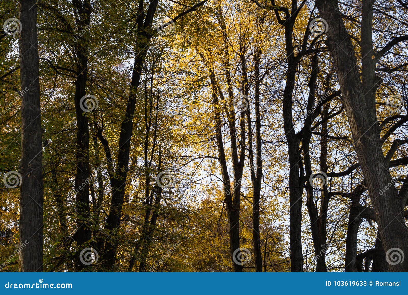 Forest Spring Nature Landscape in Sunny Spring Weather. Stock Image ...
