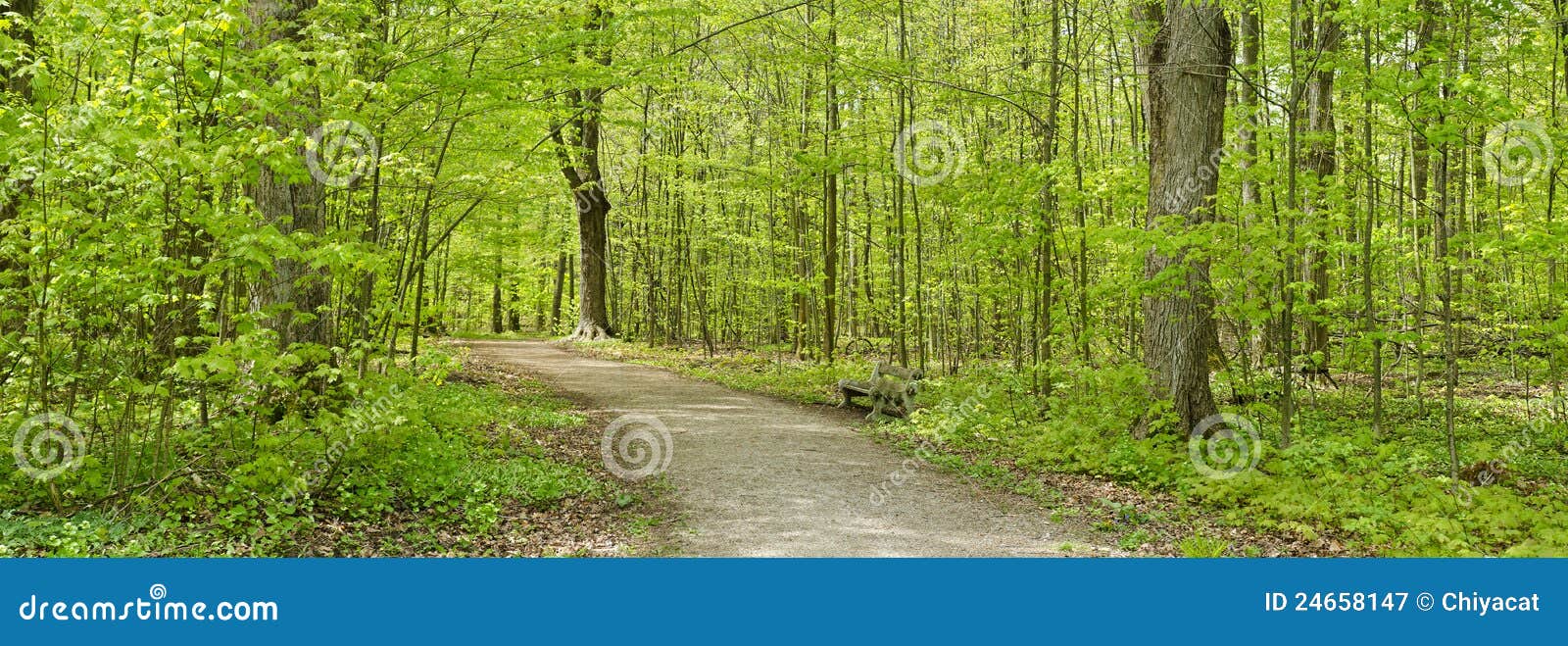Forest in the Spring Panorama Stock Image - Image of park, panorama ...