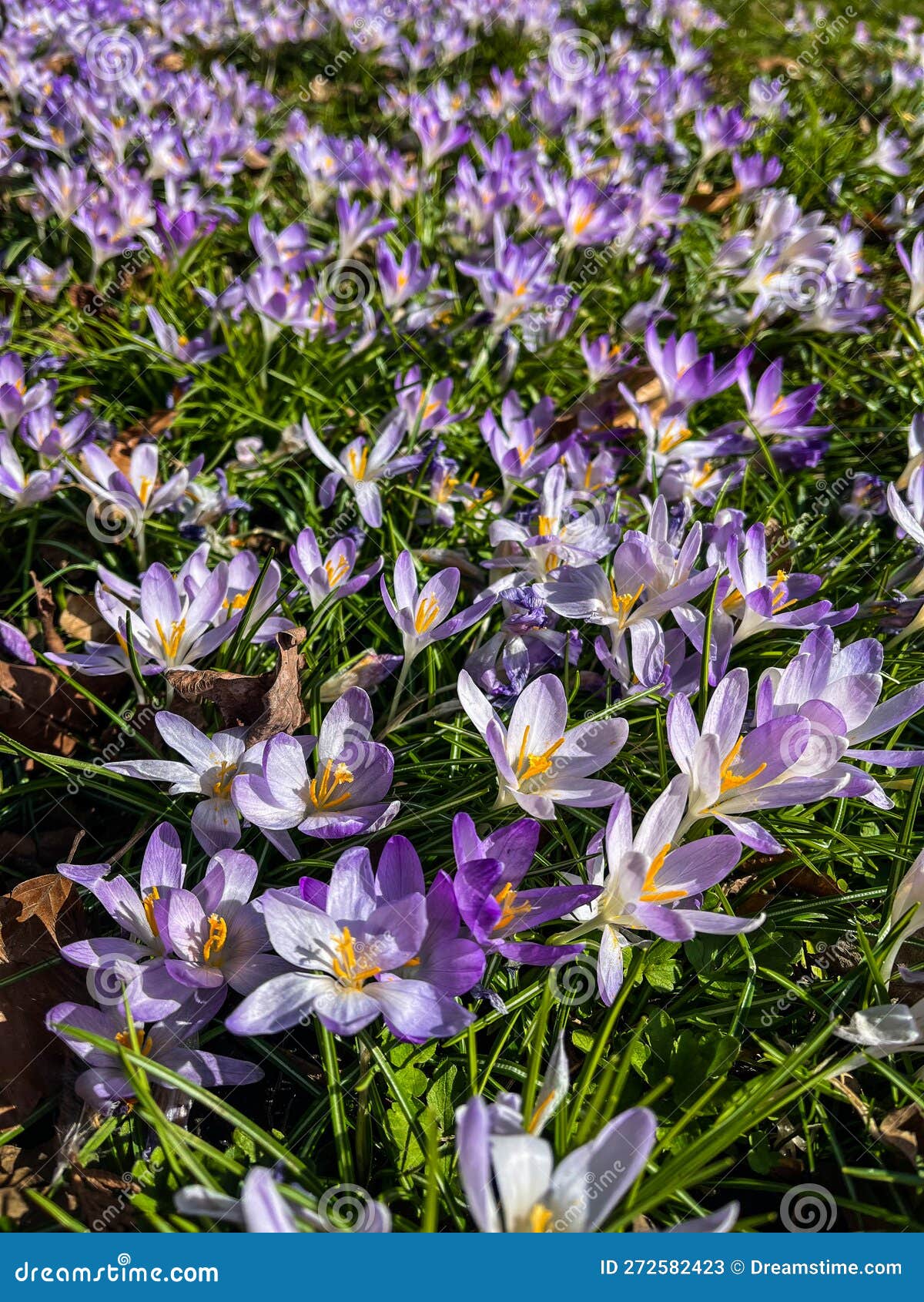 Forest Spring Purple Floers on the Green Grass Stock Image - Image of ...