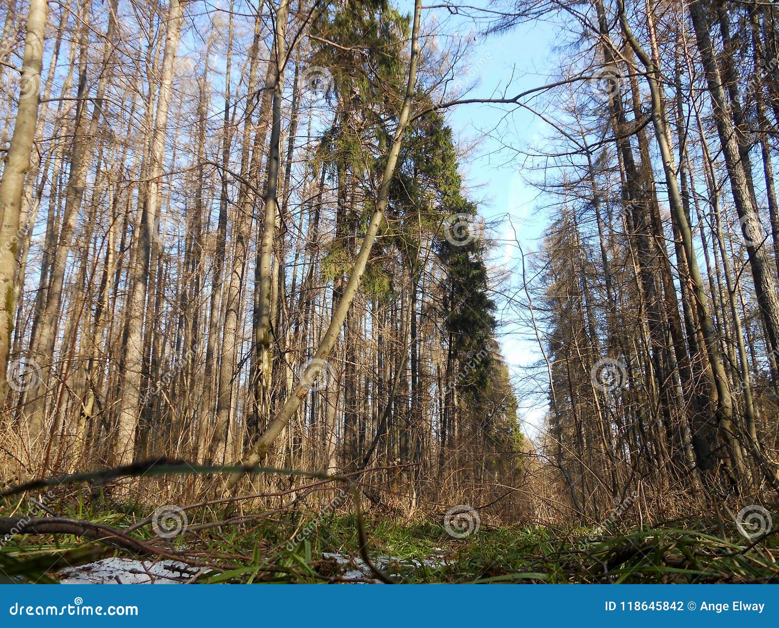Forest in Spring after Snow. Stock Photo - Image of distance, brige ...